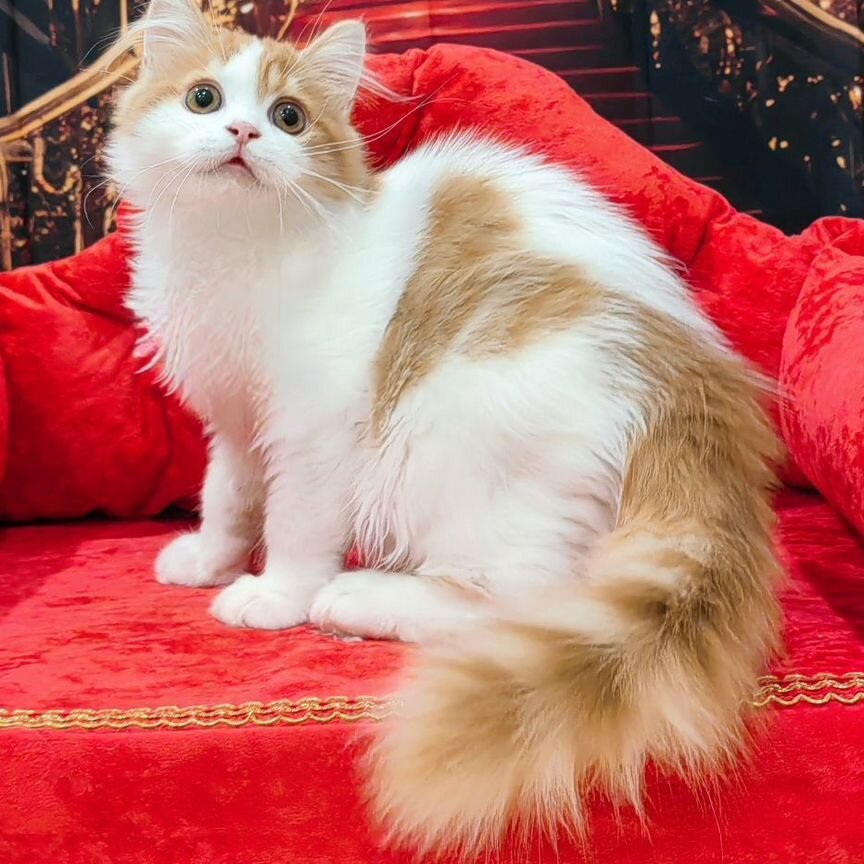 Шотландский прямоухий длинношёрстный котёнок