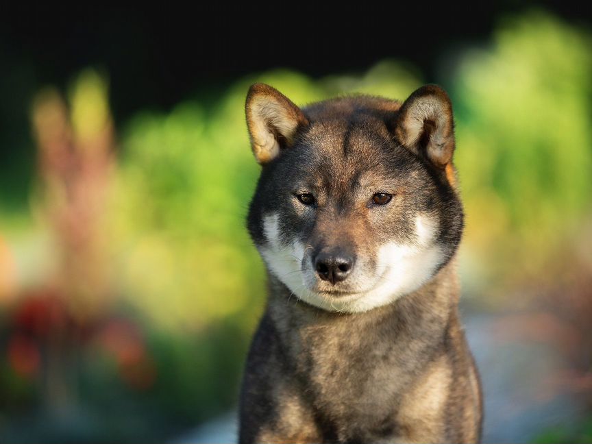 Щенки шикоку сикоку