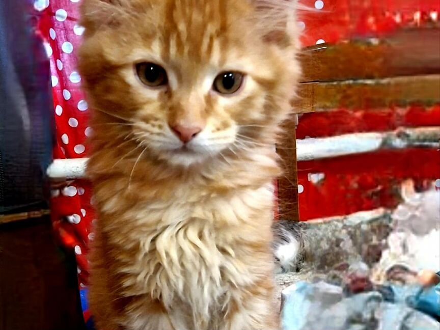 Котята мейн-кун