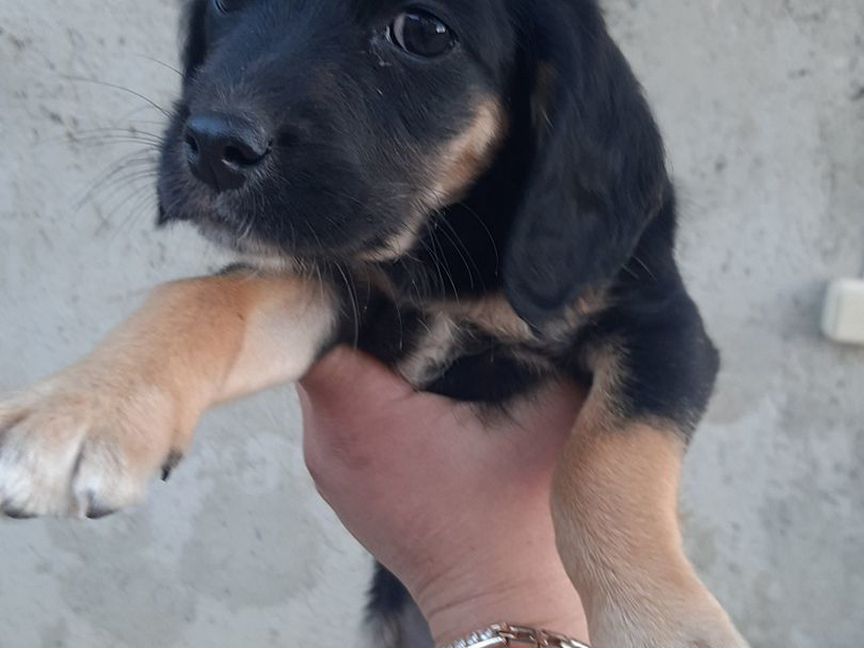 Щенки спаниеля и джекрассела