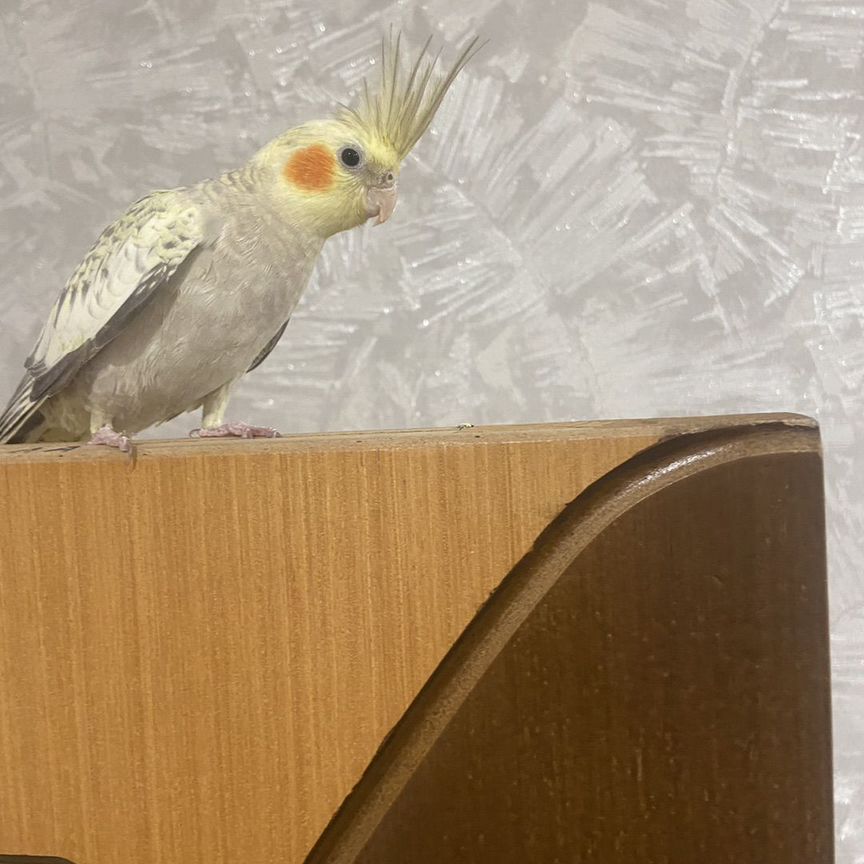 Попугай корелла