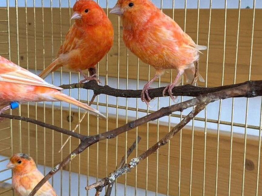 Канарейка красная