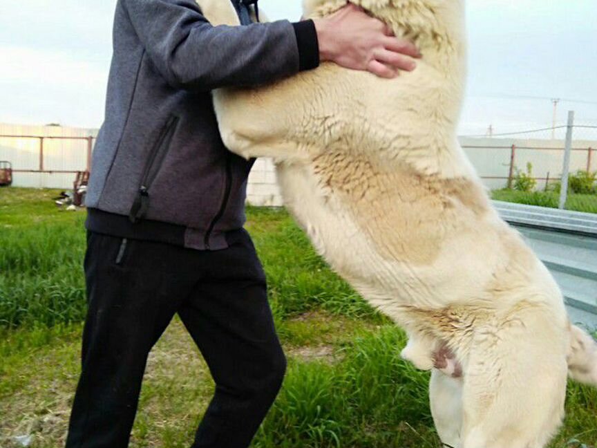 Вязка. Алабай, среднеазиатская овчарка