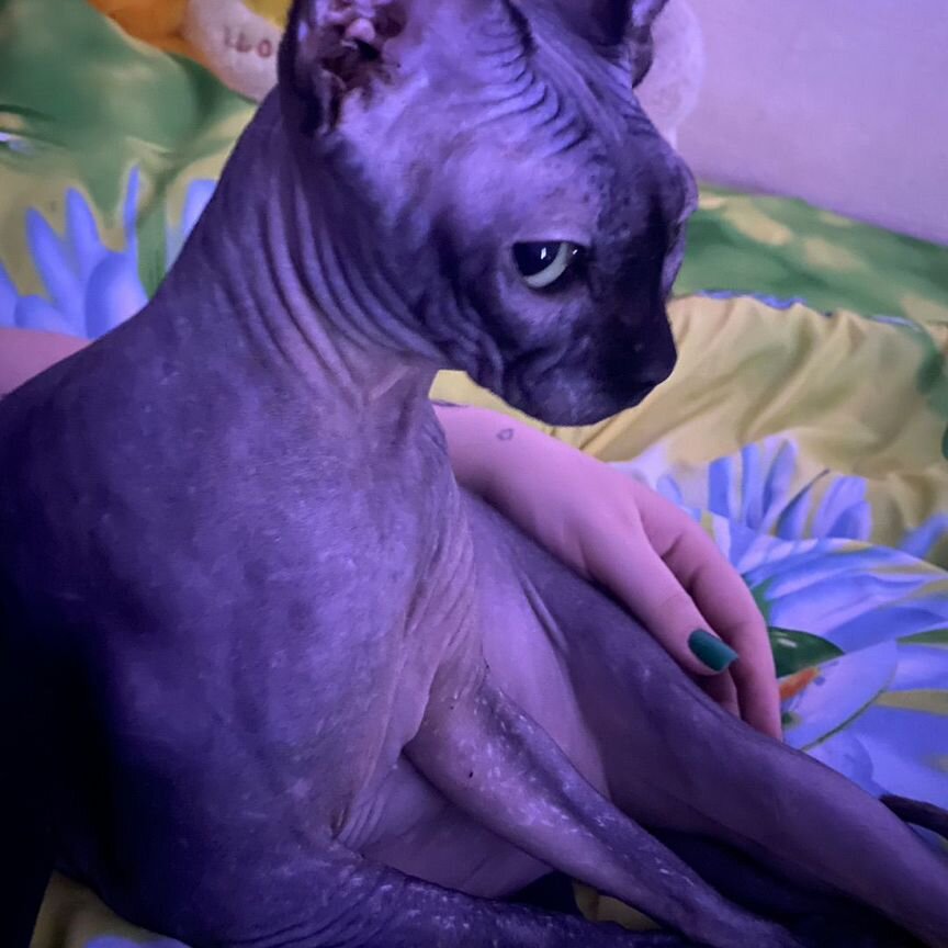 Канадский сфинкс