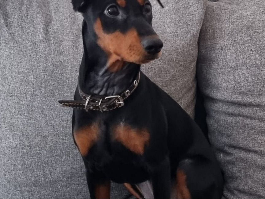 Немецкий пинчер