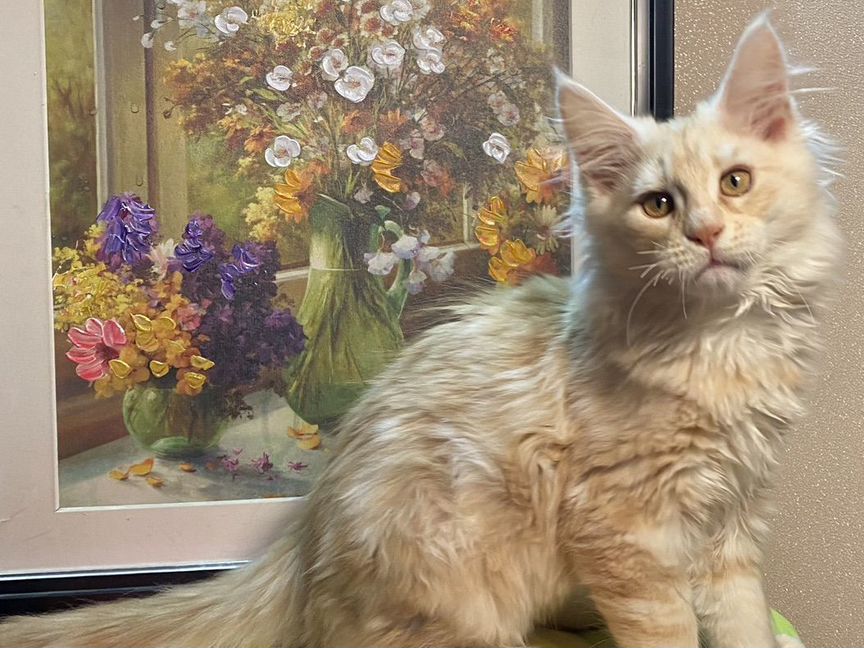 Котенок мейн-кун мальчик