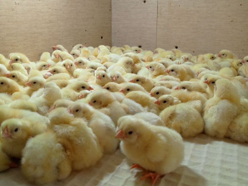 Цыплята суточные бройлеры кобб700