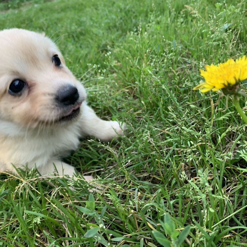 Отдам щенка-мальчика в добрые руки. Папа пекинес