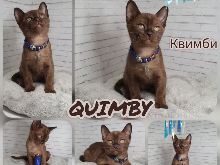 Бурманские котята