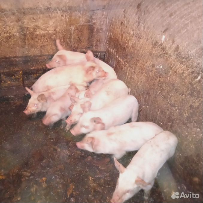 Продам поросят