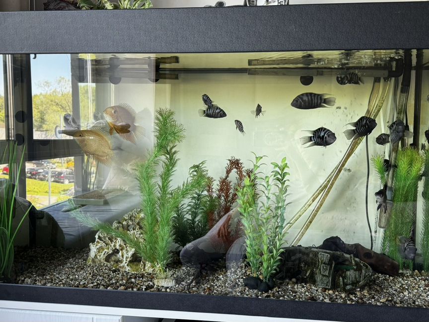 Аквариум 260 л с рыбами, тумбой и фильтьтрами