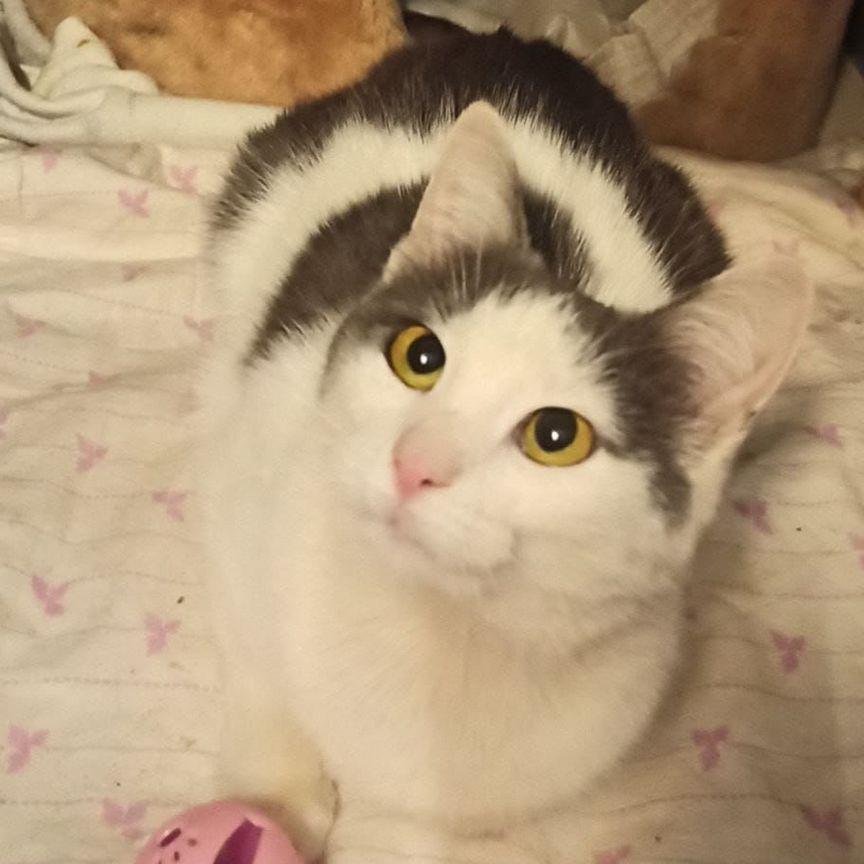 Взрослая, Девочка кошка в добрые руки