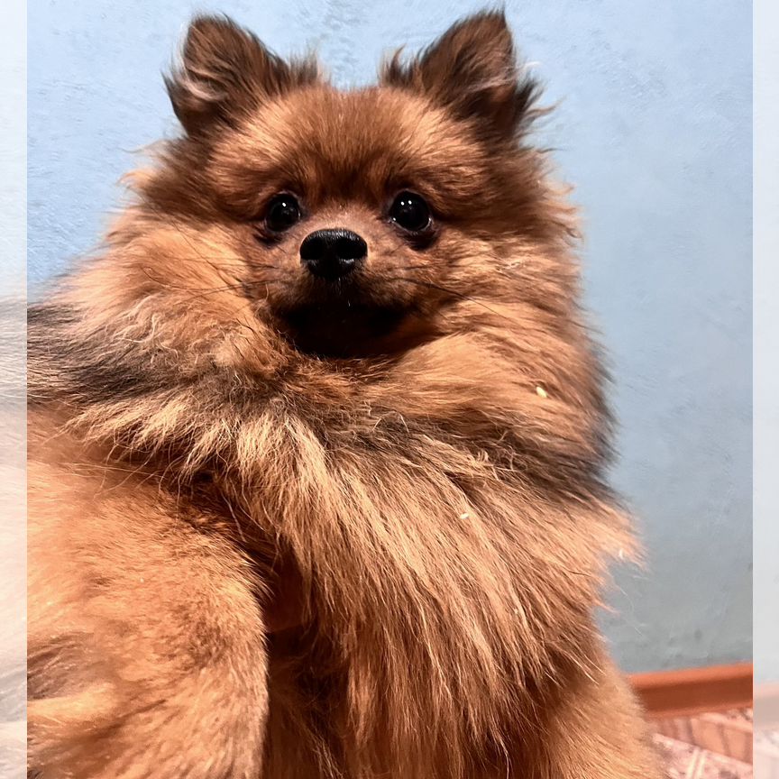 Немецкий шпиц, щенок