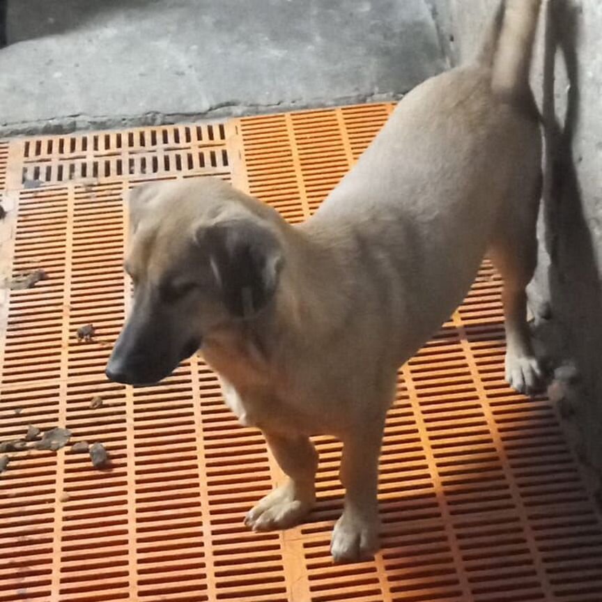 Коротколапый крокодил маленькая собака