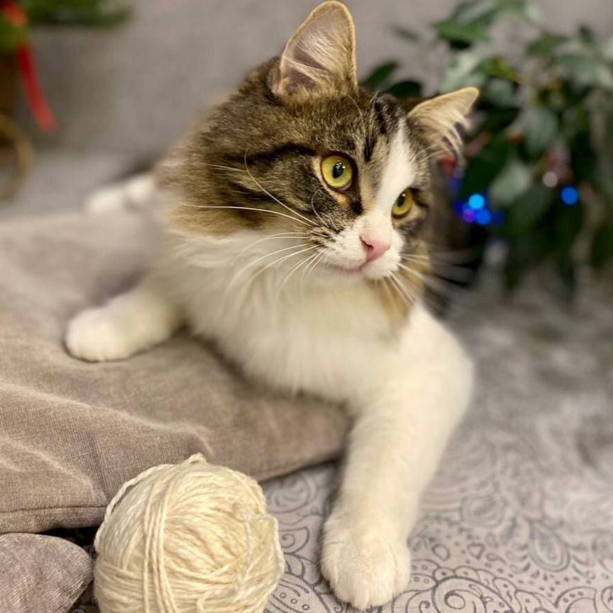 Котенок