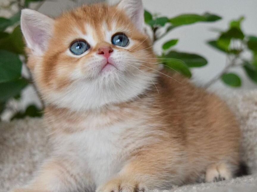 Шотландские малыши