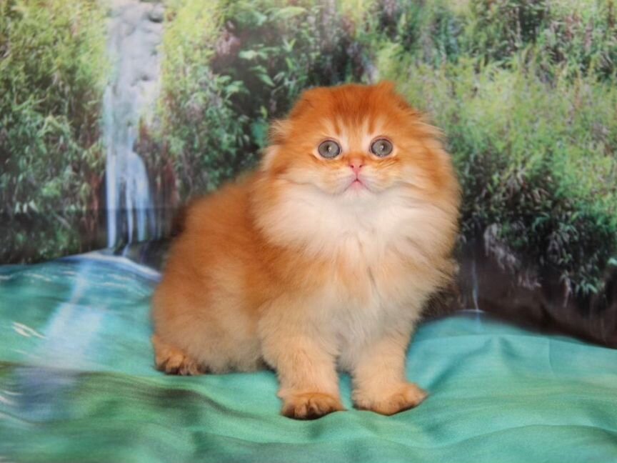 Шотландские котята