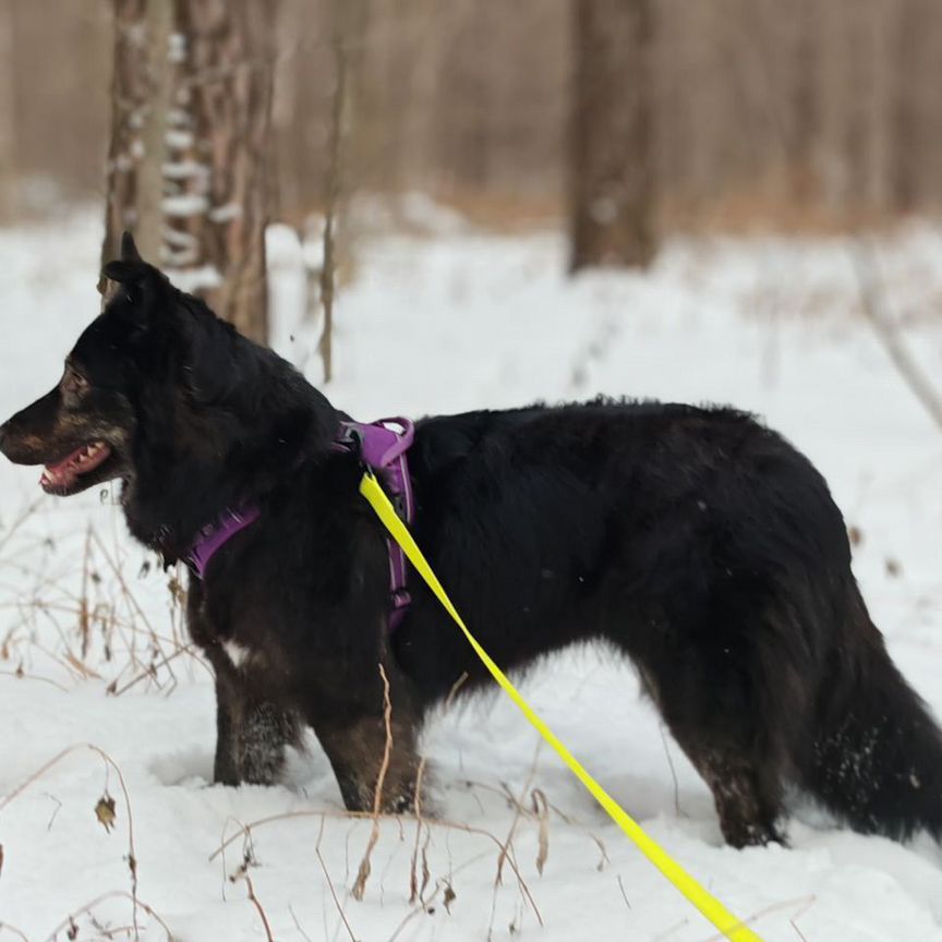 Восхитительная собака
