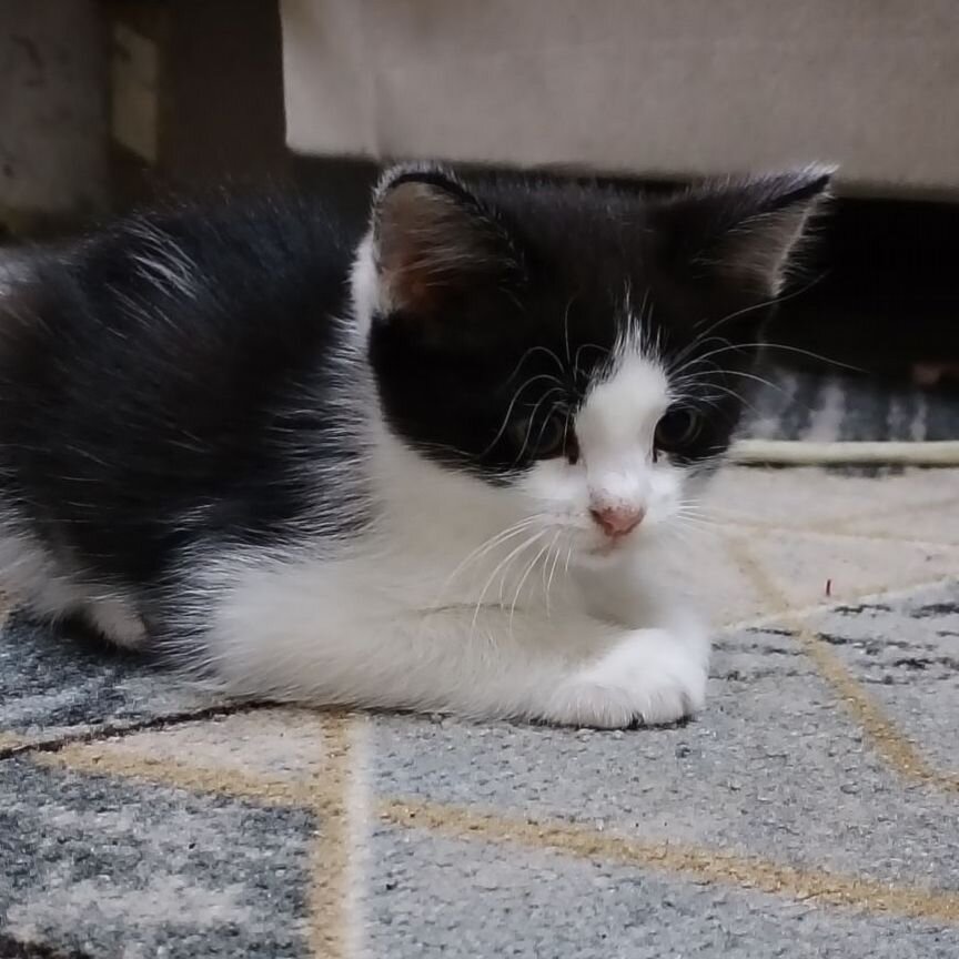 Котёнок в добрые руки