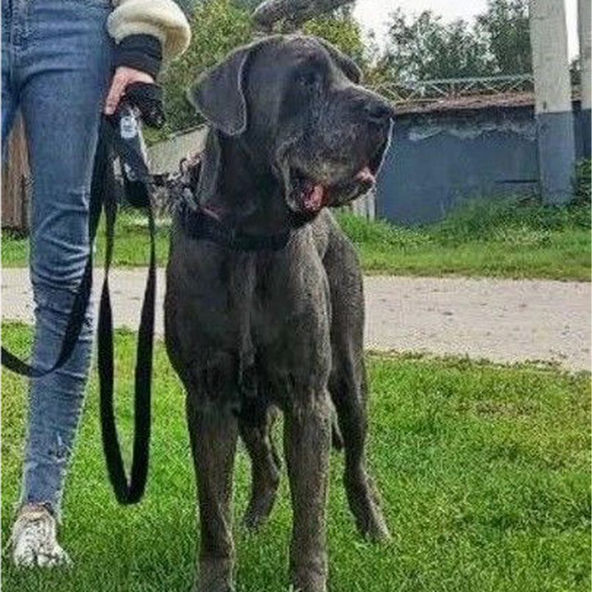 Кане-корсо, взрослая собака