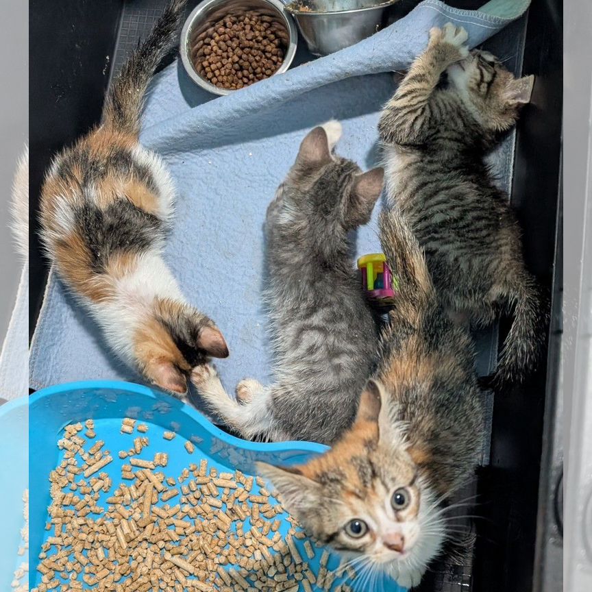 Котята 1,5 мес в добрые руки