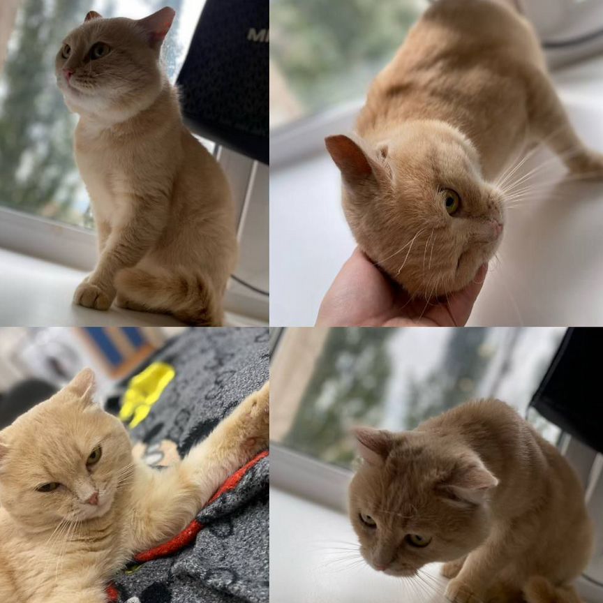 Котики бесплатно
