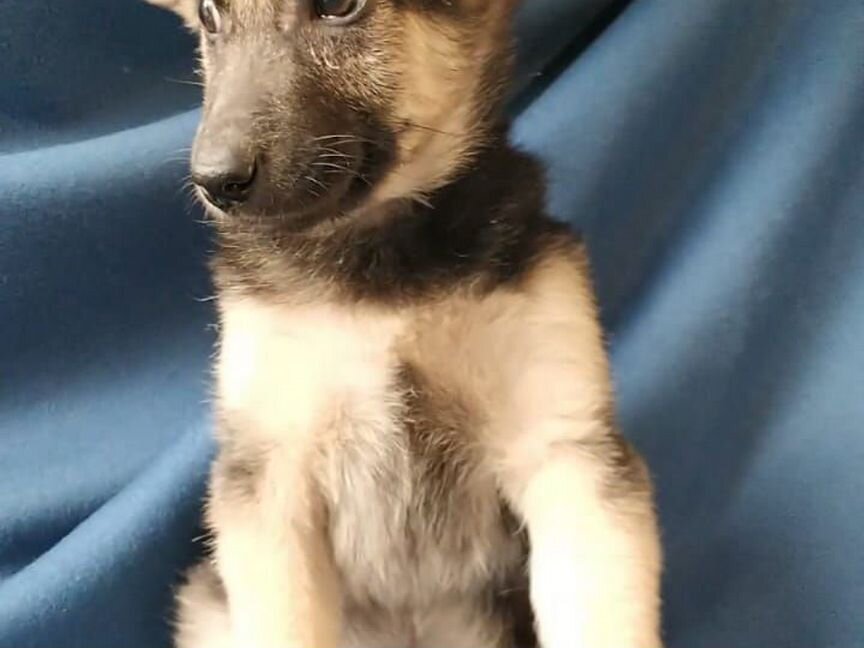 Очаровательная малышка Лира 2 мес ждет Вас