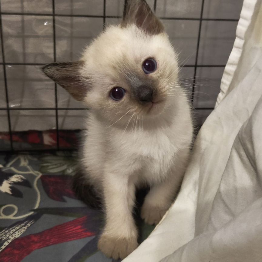 Тайский котёнок
