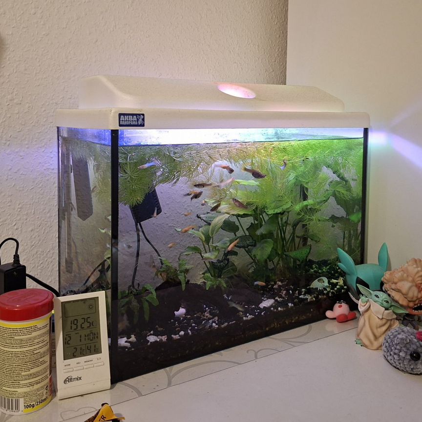 Аквариум с рыбками