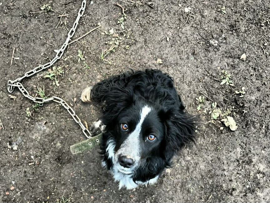 Смесь руского спаниэля собачка