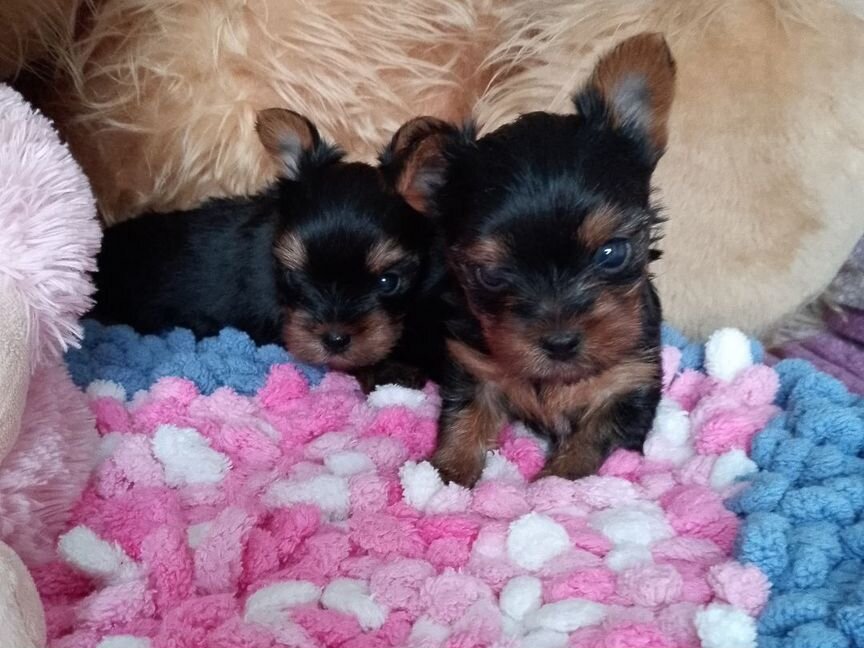 Йоркширский терьер мини