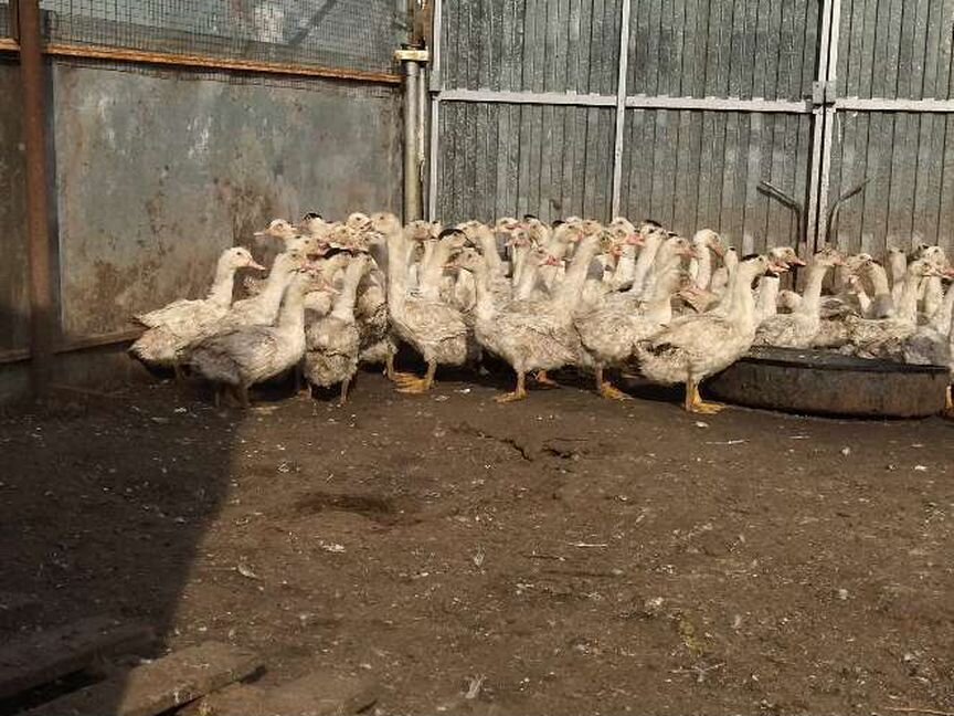 Утки муларды