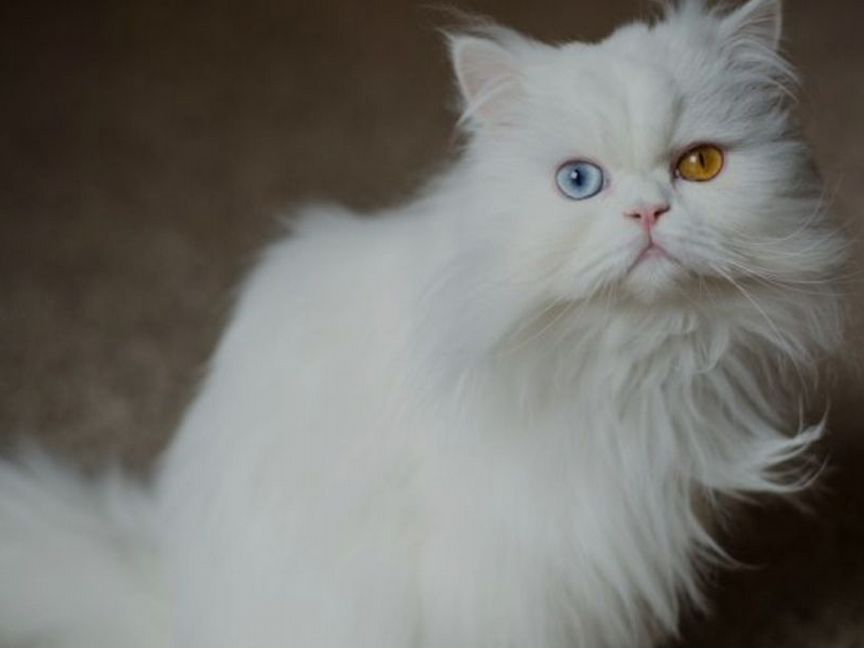 Персидская кошечка