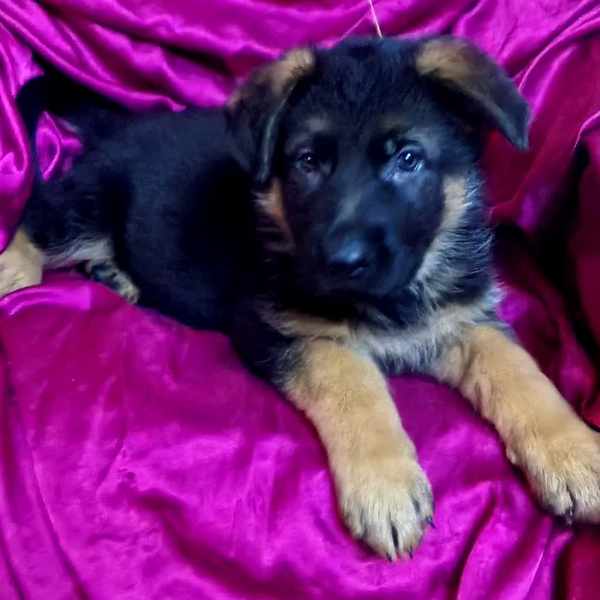 Немецкая овчарка, щенок