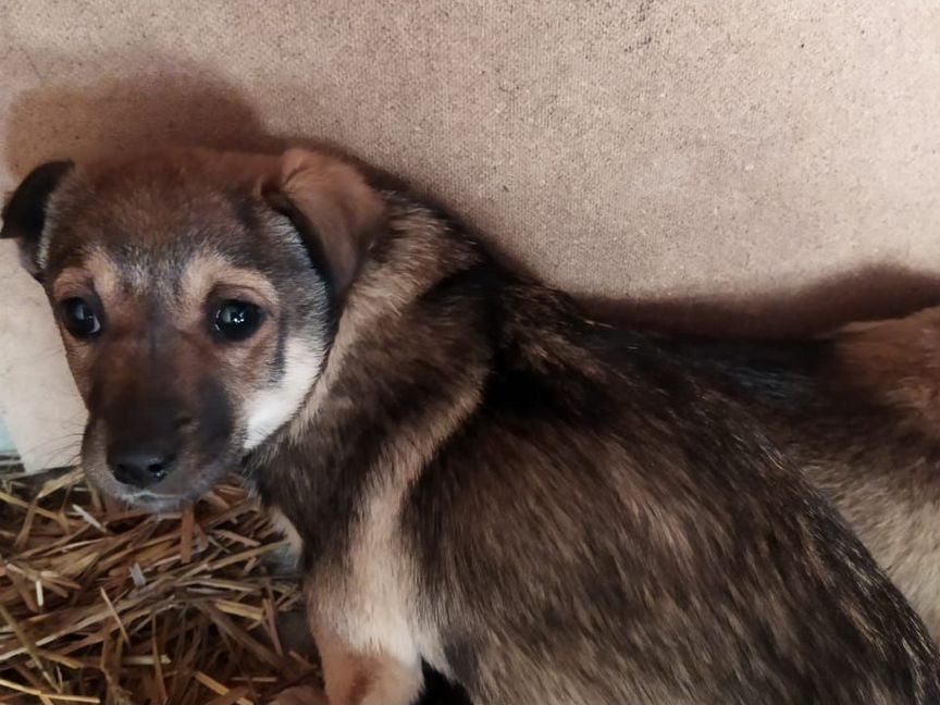 Брошенные щенки