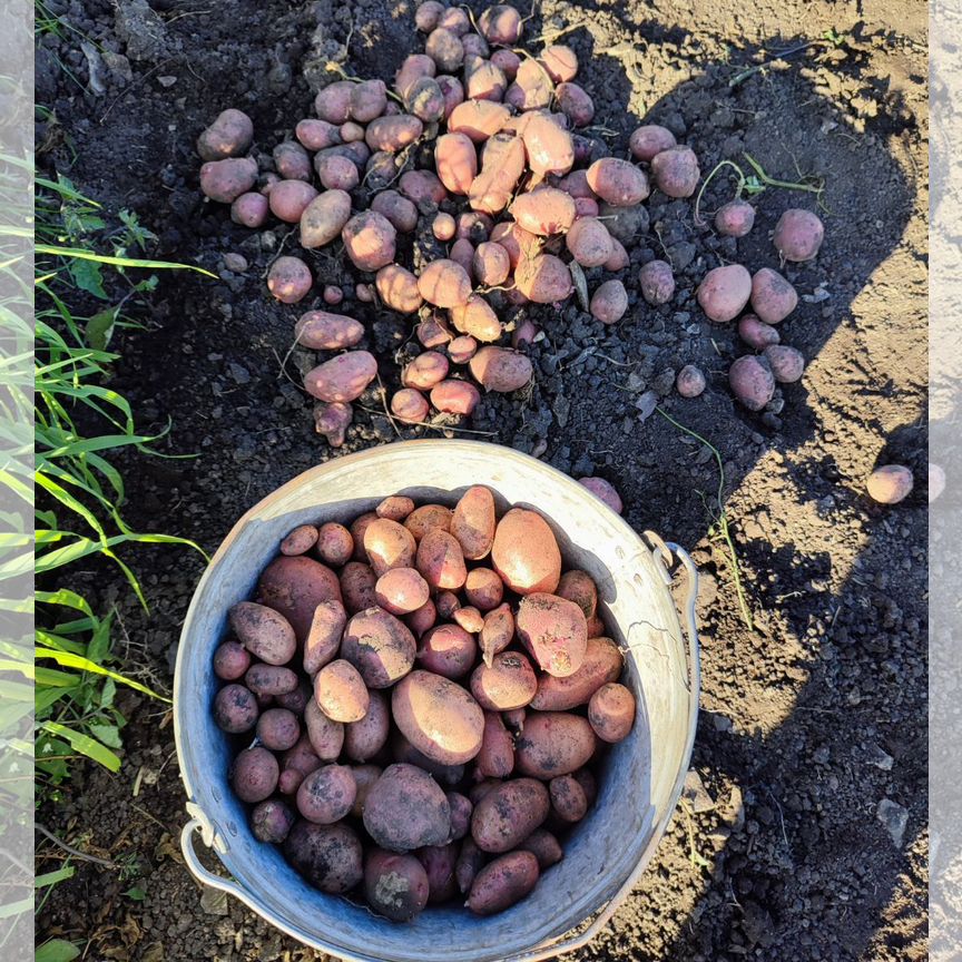 Продам картофель мелкий