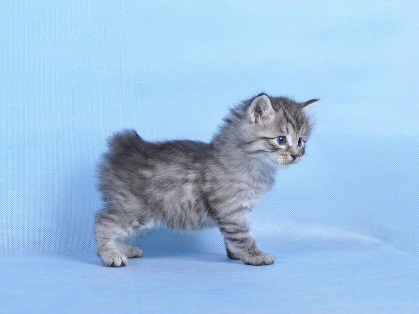 Курильский бобтейл