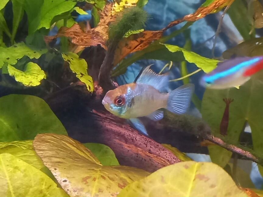 Апистограмма Электрик Блю и неоны бесплатно