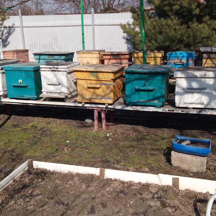 Продам улики для пчел