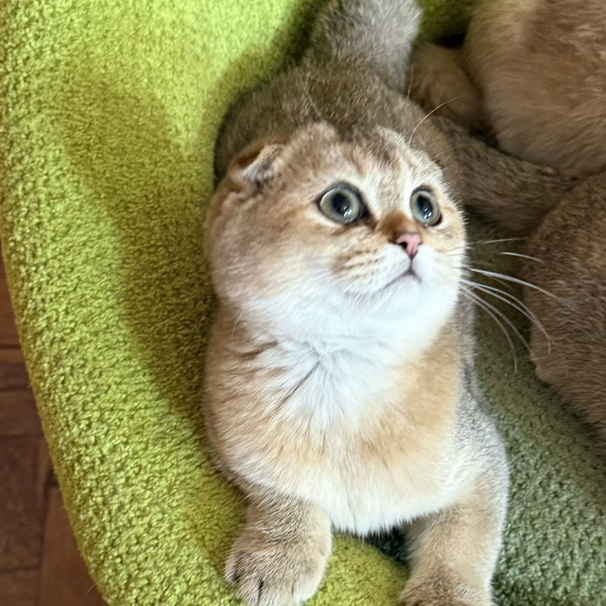 Сладкие,раскошные котята