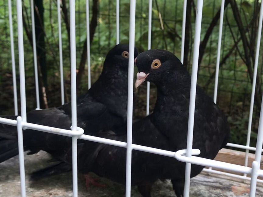 Голуби пермские черные