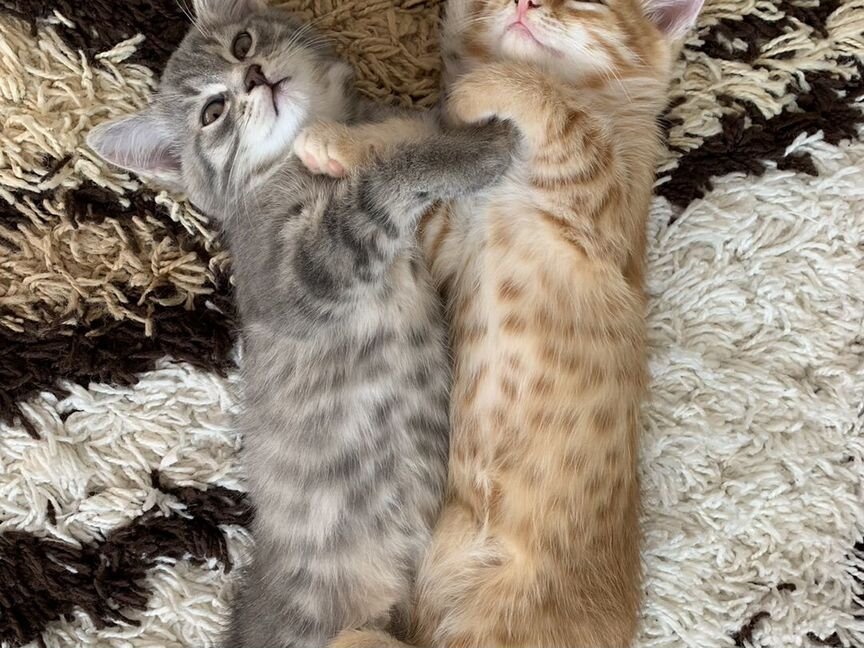Котята в добрые руки