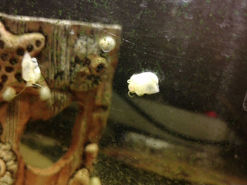 Улиточка водная