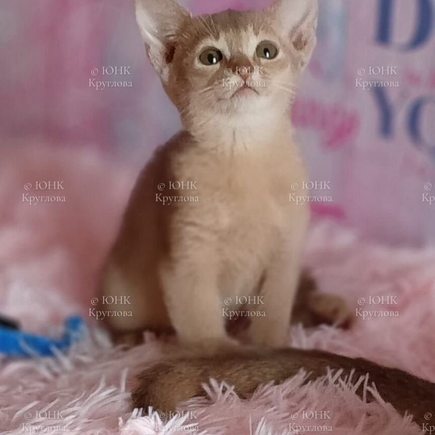 Абиссинские котята Фавны