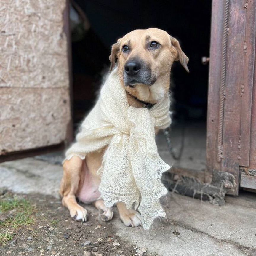 Взрослая собака в добрые руки