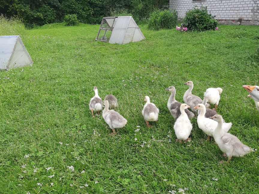 Гусята подрощенные