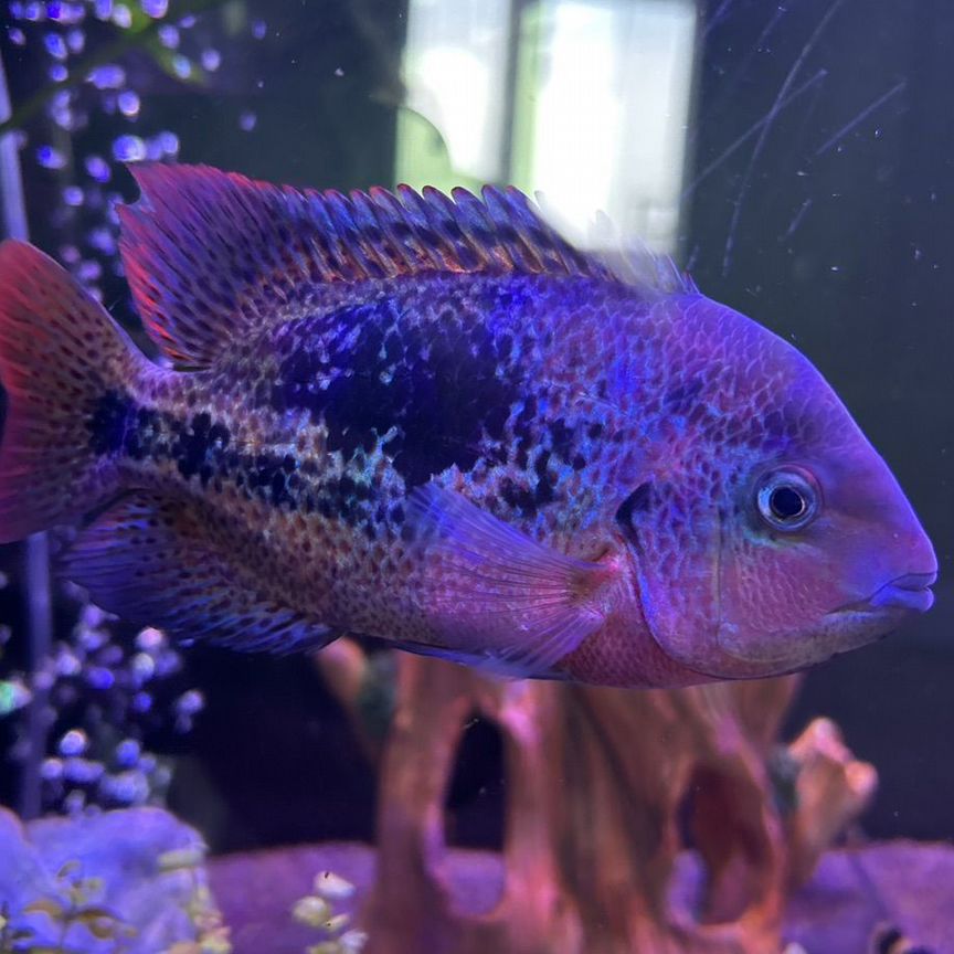 Мальки вьехи