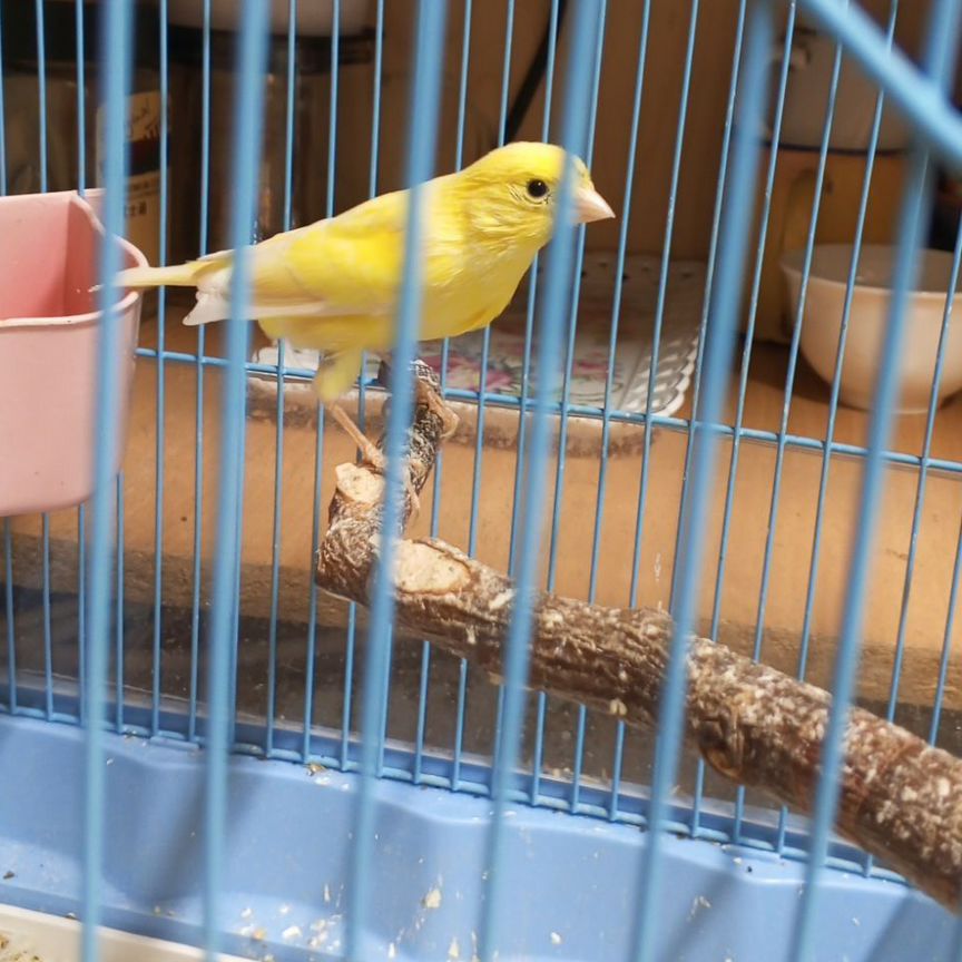 Продам двух канареек