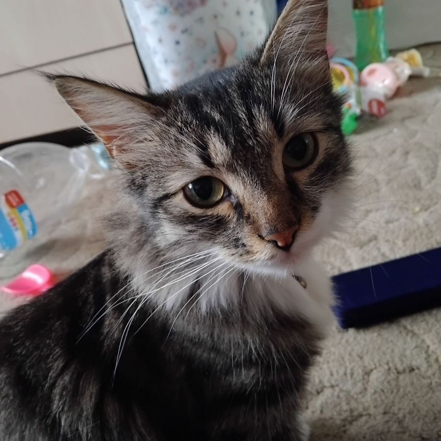 Кот американский Кёрл