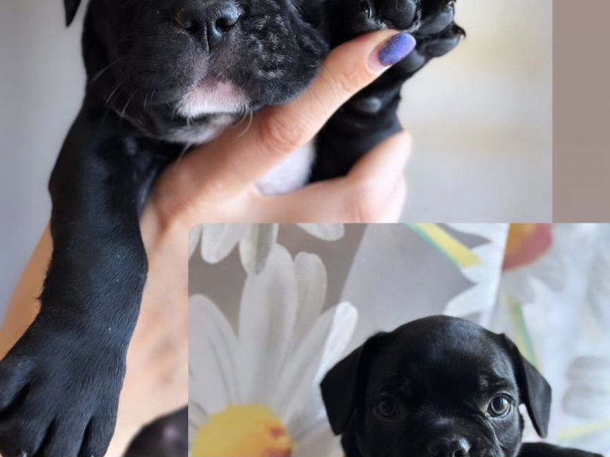 Французкие бульдоги щенки